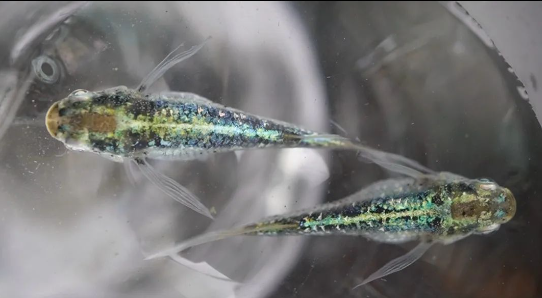 クロコダイル | みんなのメダカ品種図鑑